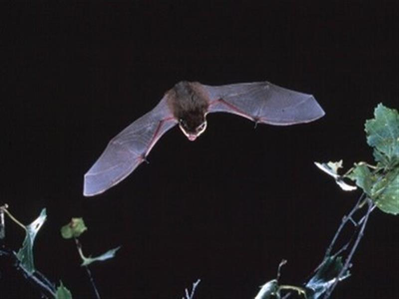 BAT WATCHING AT EASTRINGTON PONDS