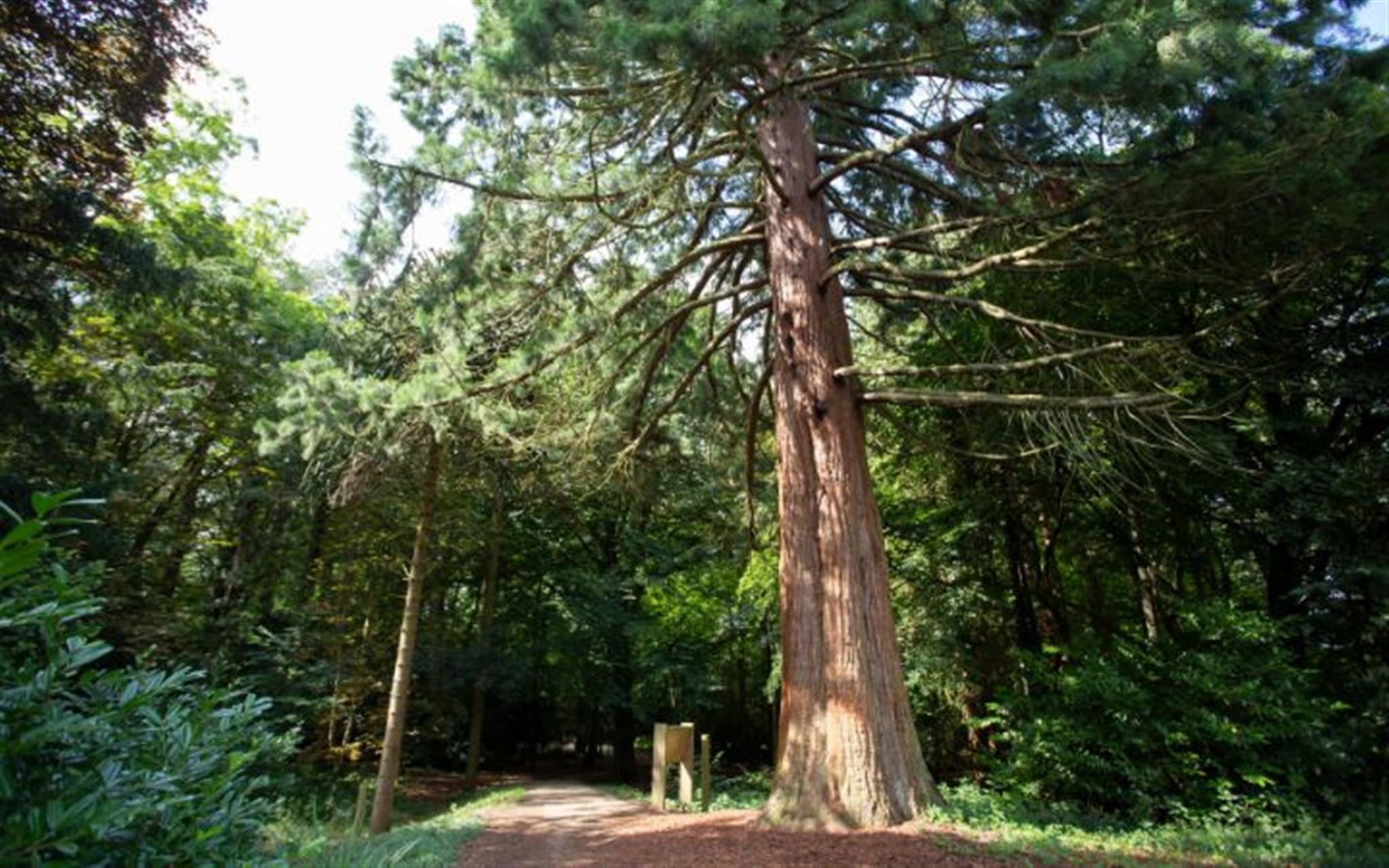 Brandon Country Park’s Holiday Trail